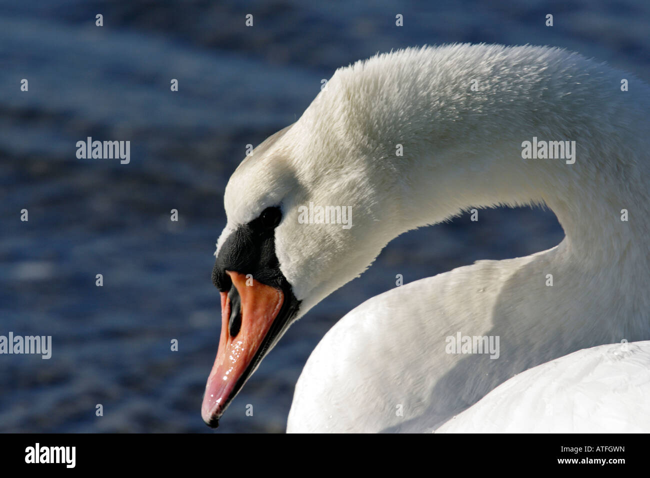 Swan beak markings hi-res stock photography and images - Alamy