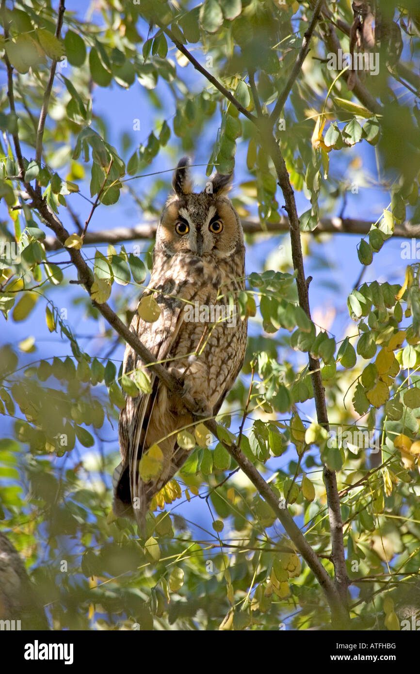 One roost tree hi-res stock photography and images - Alamy
