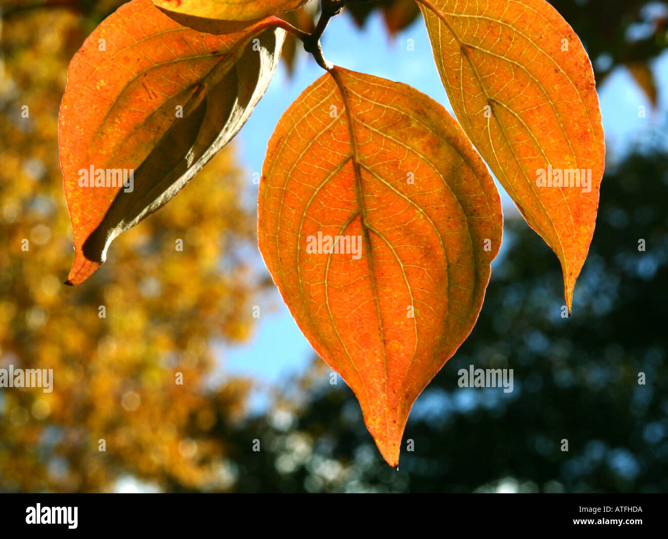 Back of a leaf hi-res stock photography and images - Alamy