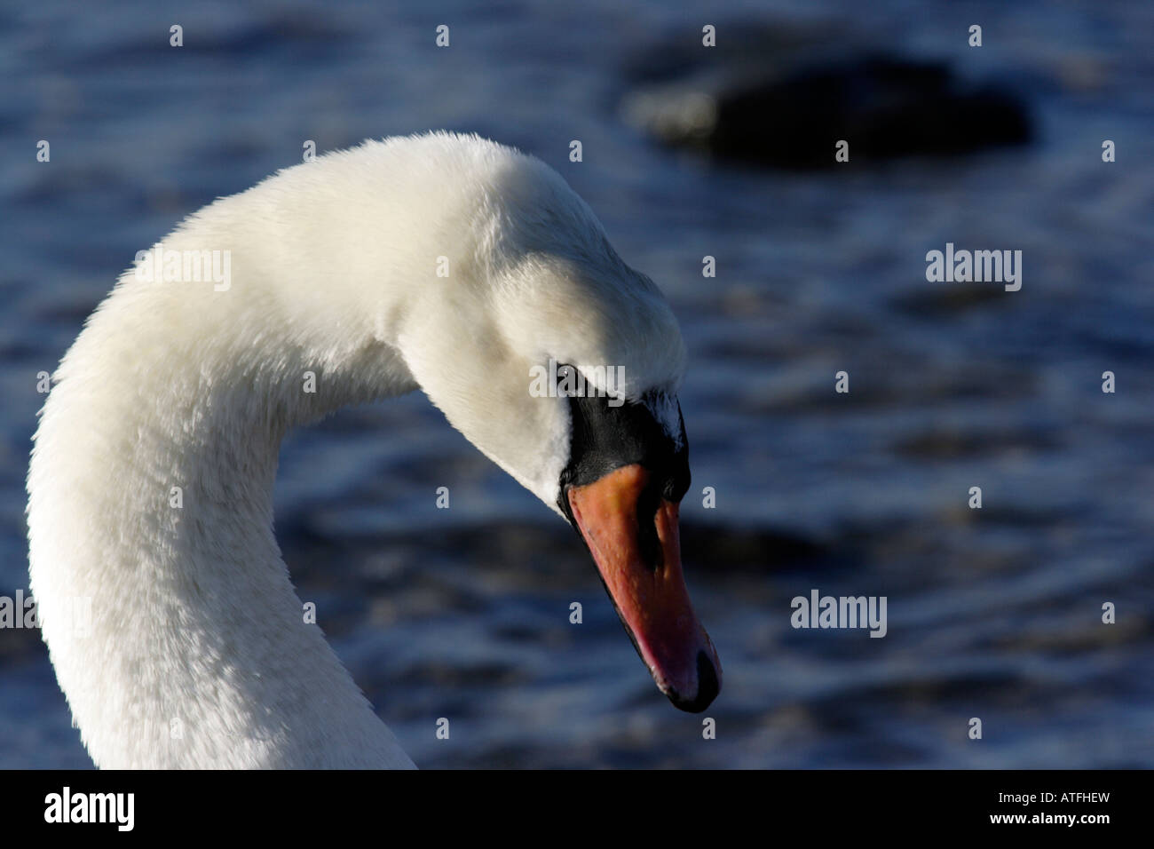 Swan markings hi-res stock photography and images - Alamy