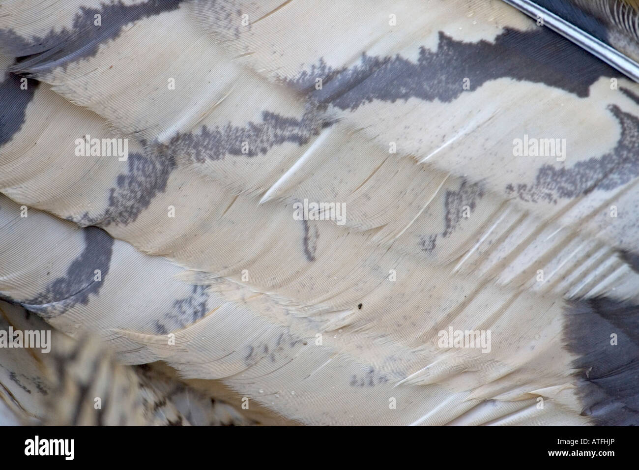 Eurasian eagle owl Bubo bubo wing feathers of bird killed on overhead ...