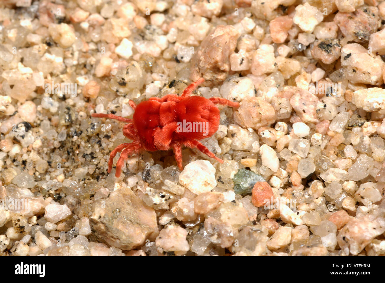 Velvet mite Trombidium sp Namibia Stock Photo - Alamy