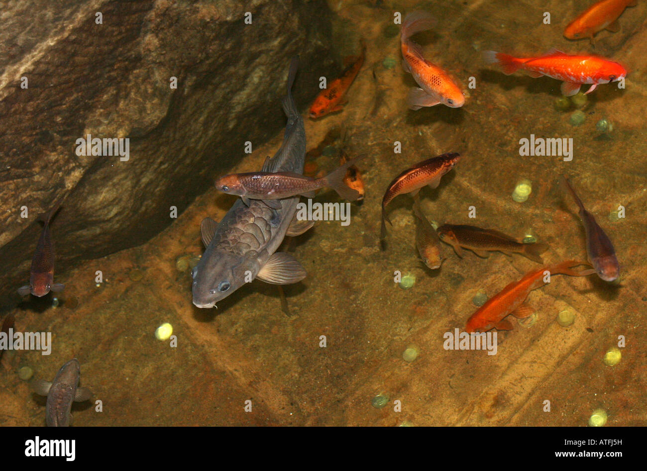 Carp swimming in the water in Basilica Cistern, Istanbul, Turkey Stock ...