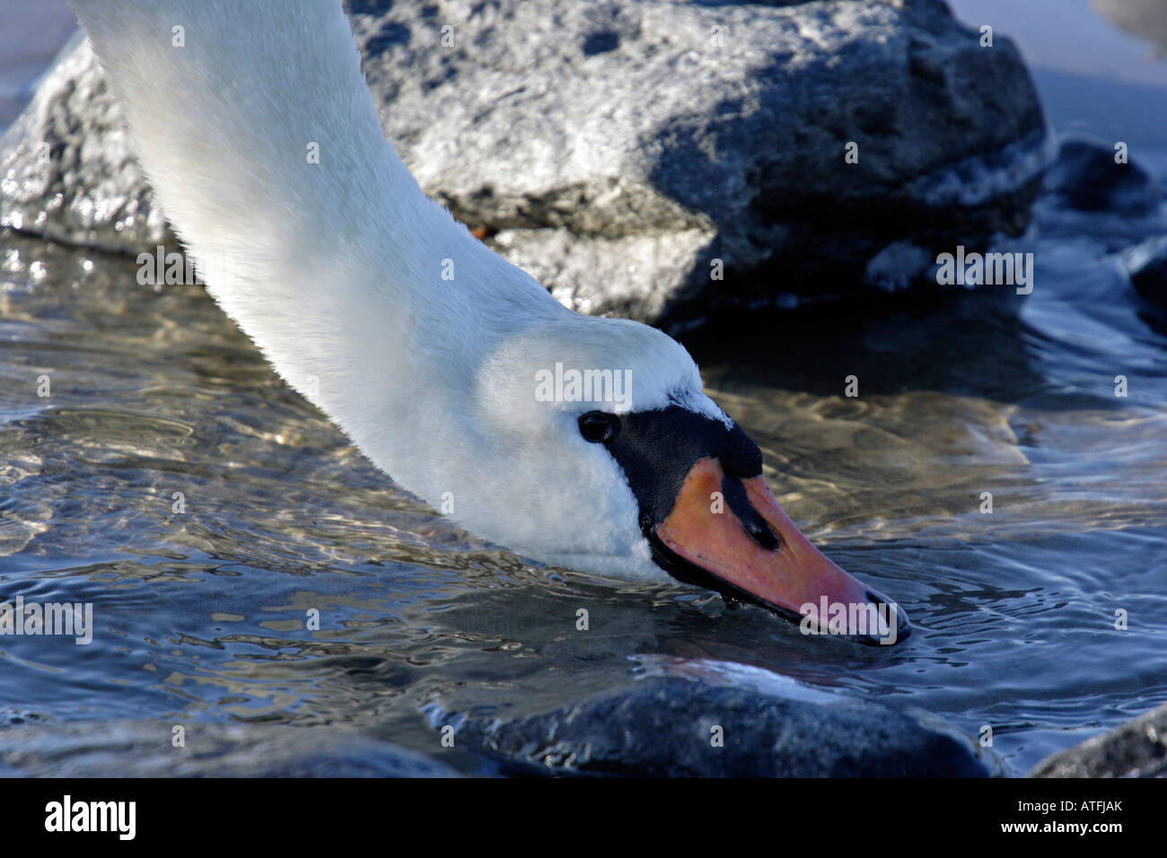 Swan beak markings hi-res stock photography and images - Alamy
