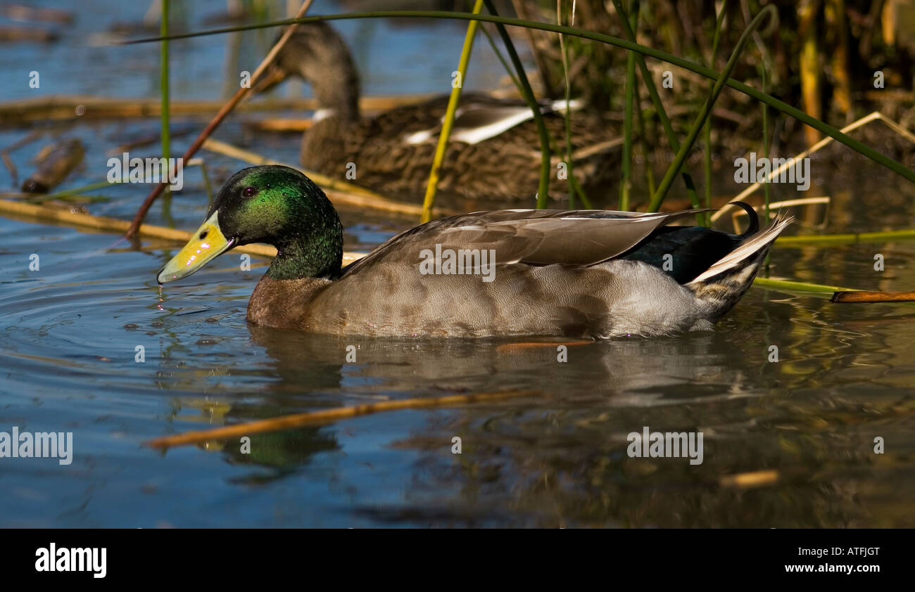 California duck hi-res stock photography and images - Alamy