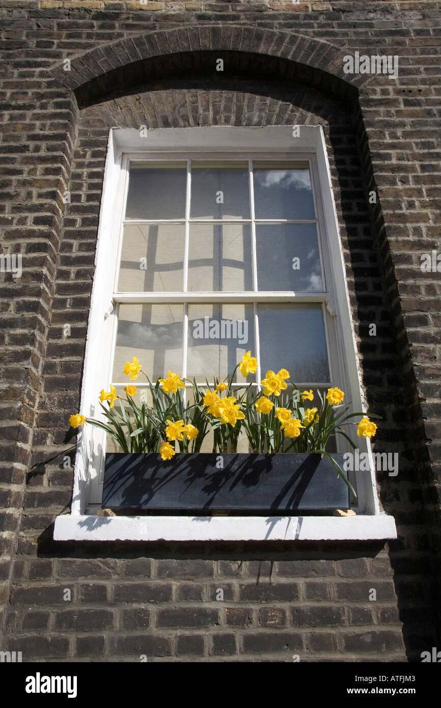 A window box of yellow flowers in Islington London Stock Photo - Alamy