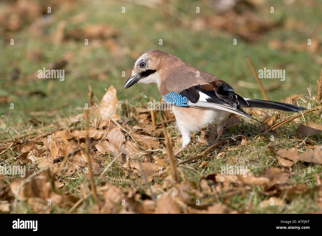 Jay bird and oak leaf hi-res stock photography and images - Alamy