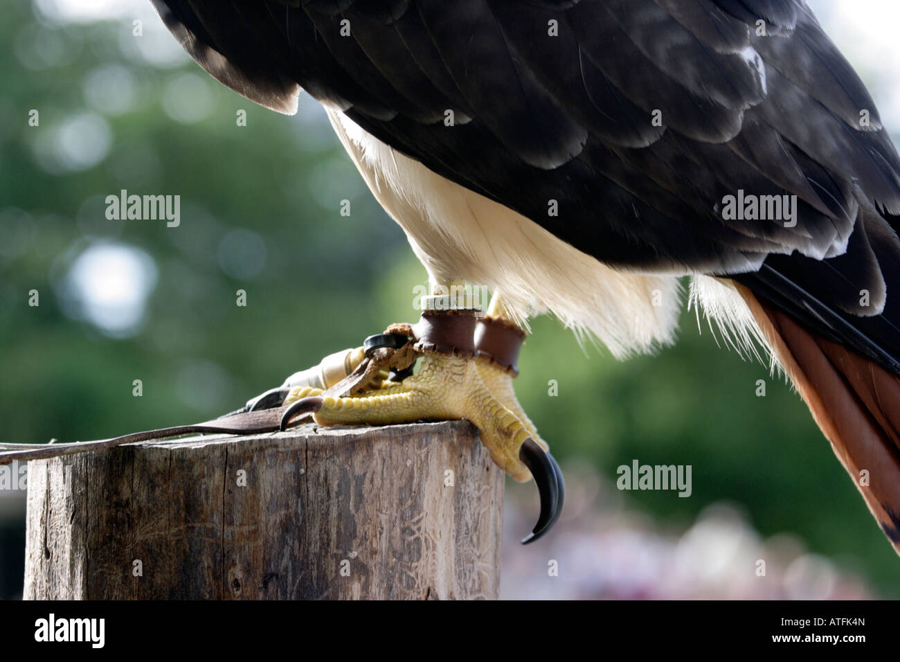 Hawk close up Stock Photo - Alamy