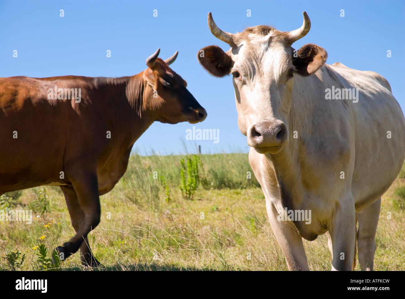 Two cows standing in the sun, on looking directly into the camera. Blue ...