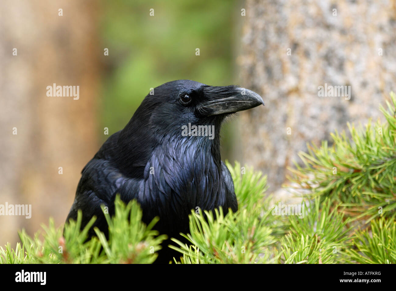 Raven perched in a fir tree in Yellowstone National Park USA Stock ...