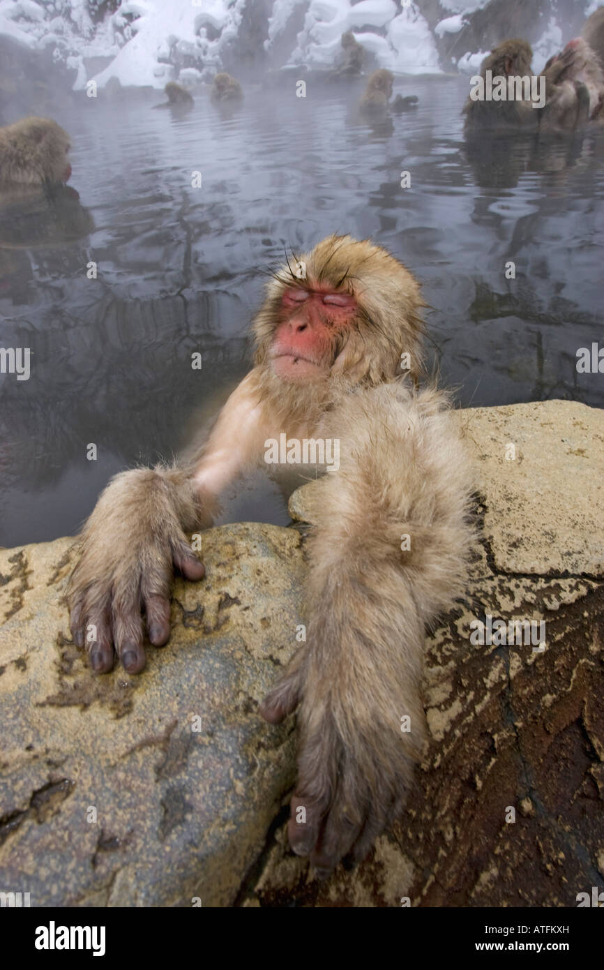 snow monkey lounging whilst bathing at edge of hot spring pool ...