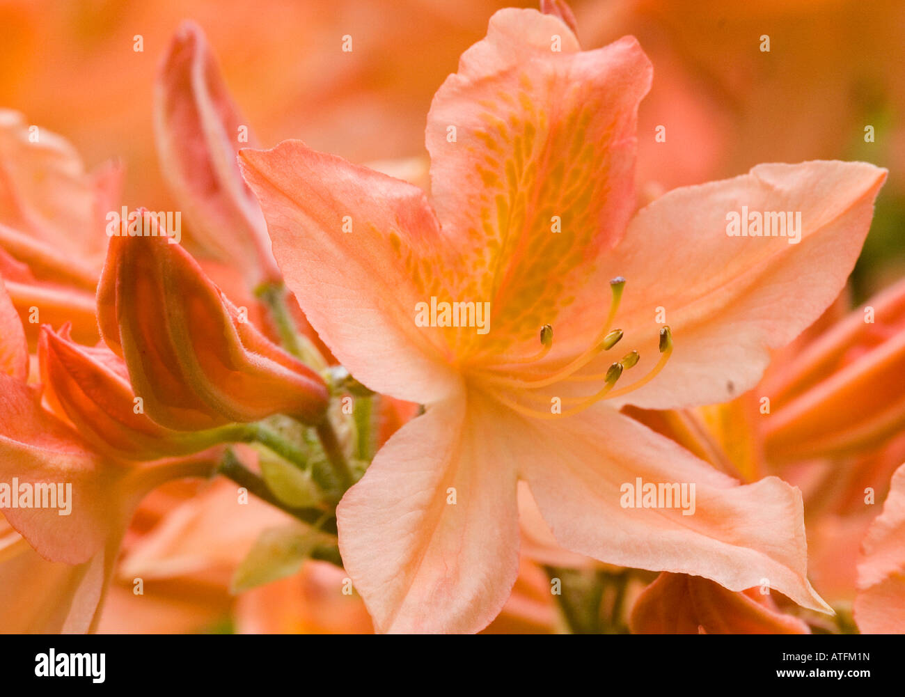 Azalea in the Bowood Rhododrendron Walk, Bowood House, Wiltshire ...