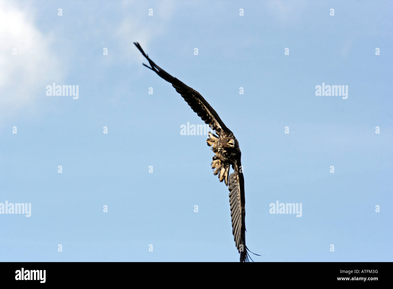 Eagle in flight Stock Photo - Alamy