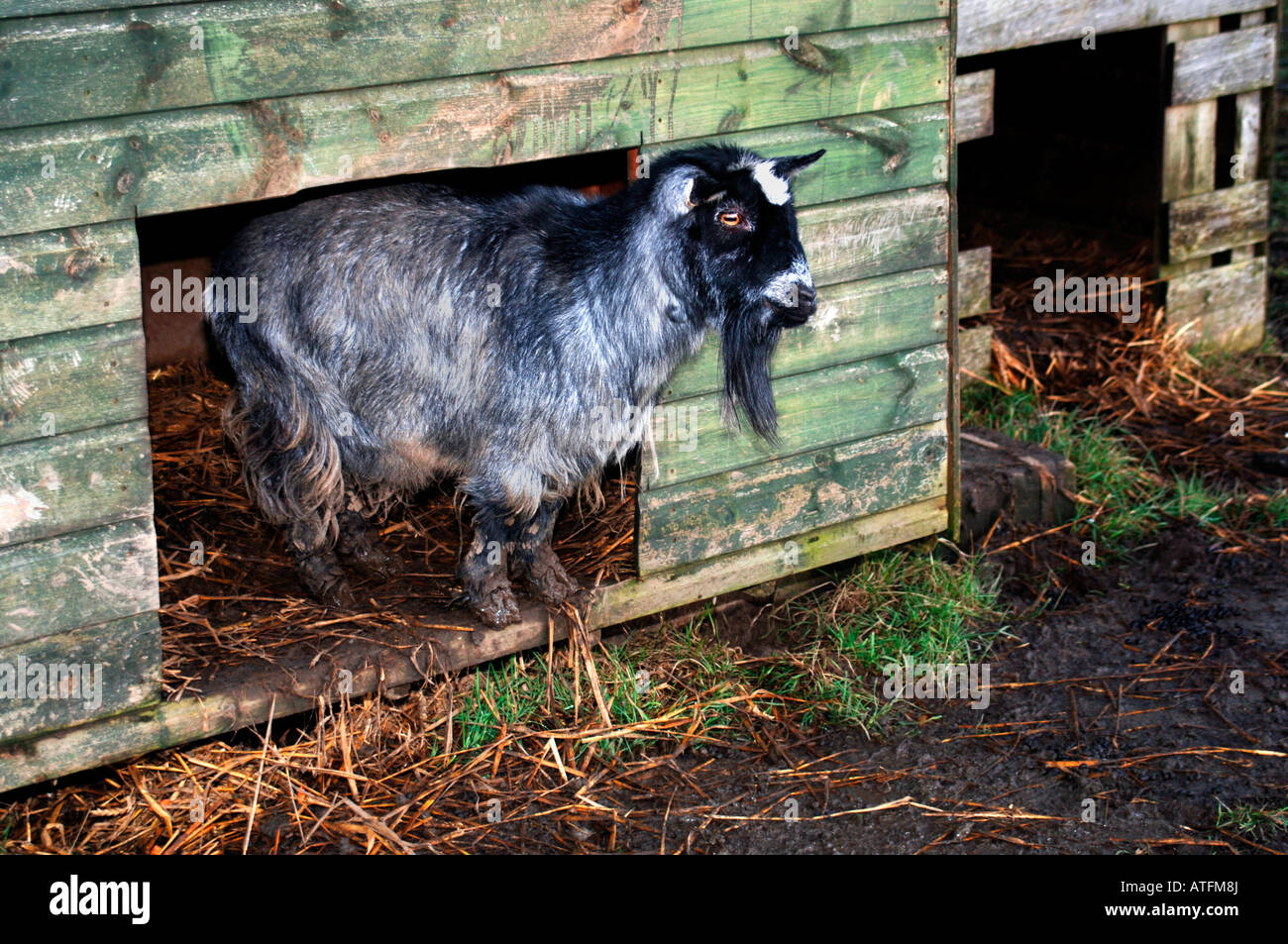 A Goat Standing In An Enterance To Its Enclosure Stock Photo - Alamy