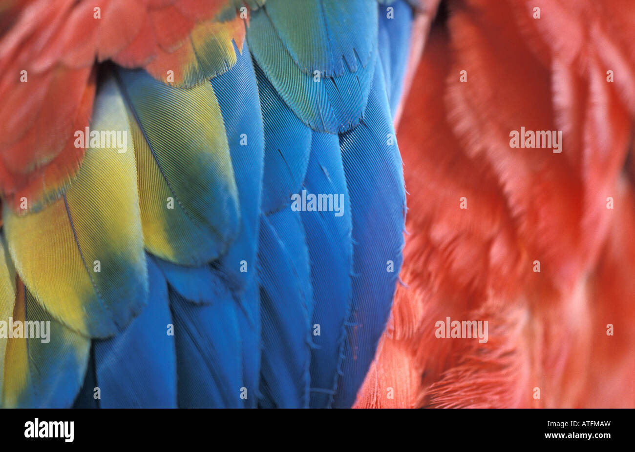 Animal wing patterns hi-res stock photography and images - Alamy