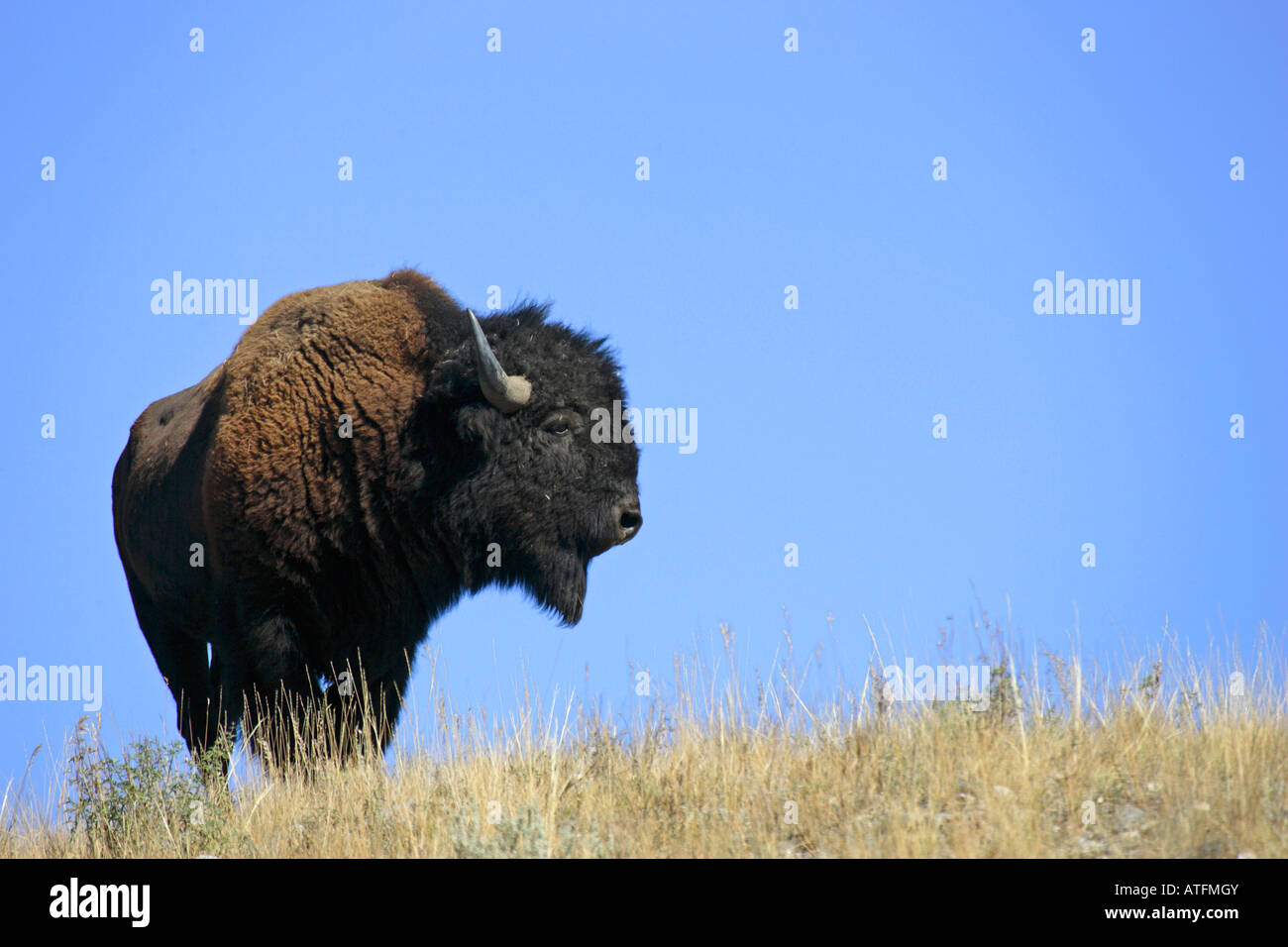 Bison standing on the brow of a hill against a blue sky in Yellowstone ...