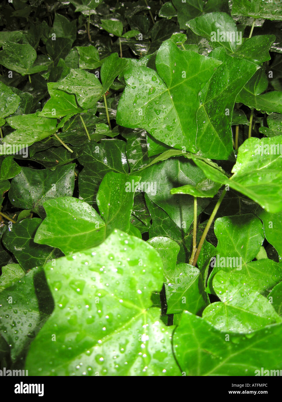 Thick ivy hi-res stock photography and images - Alamy