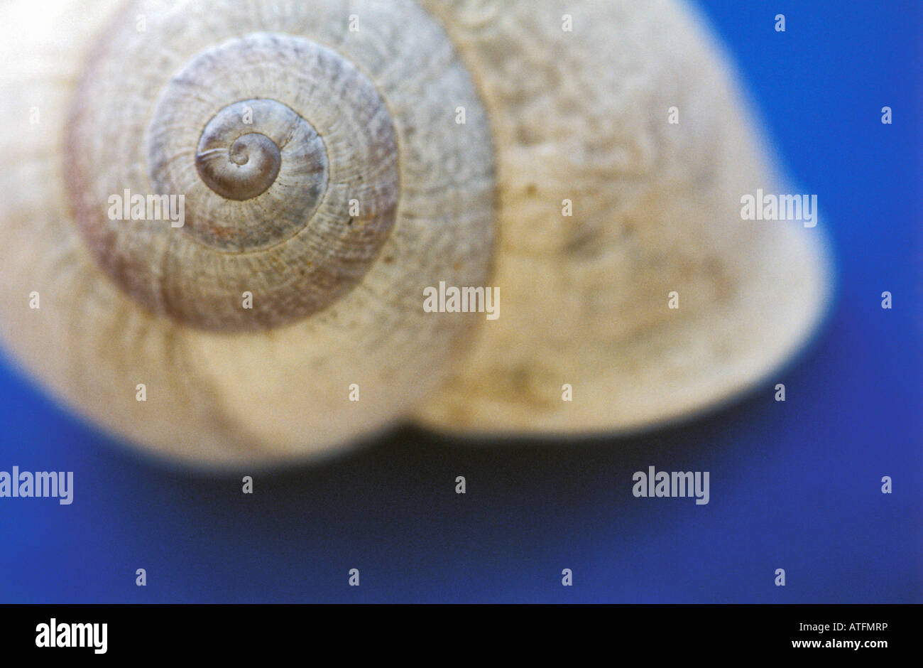Snail shell on blue background Stock Photo - Alamy
