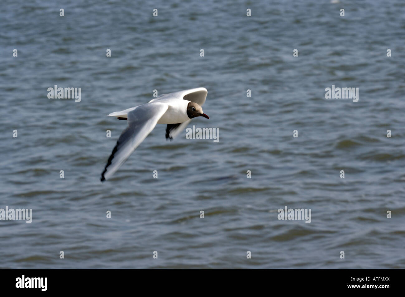 Black-headed gull in flight Stock Photo - Alamy