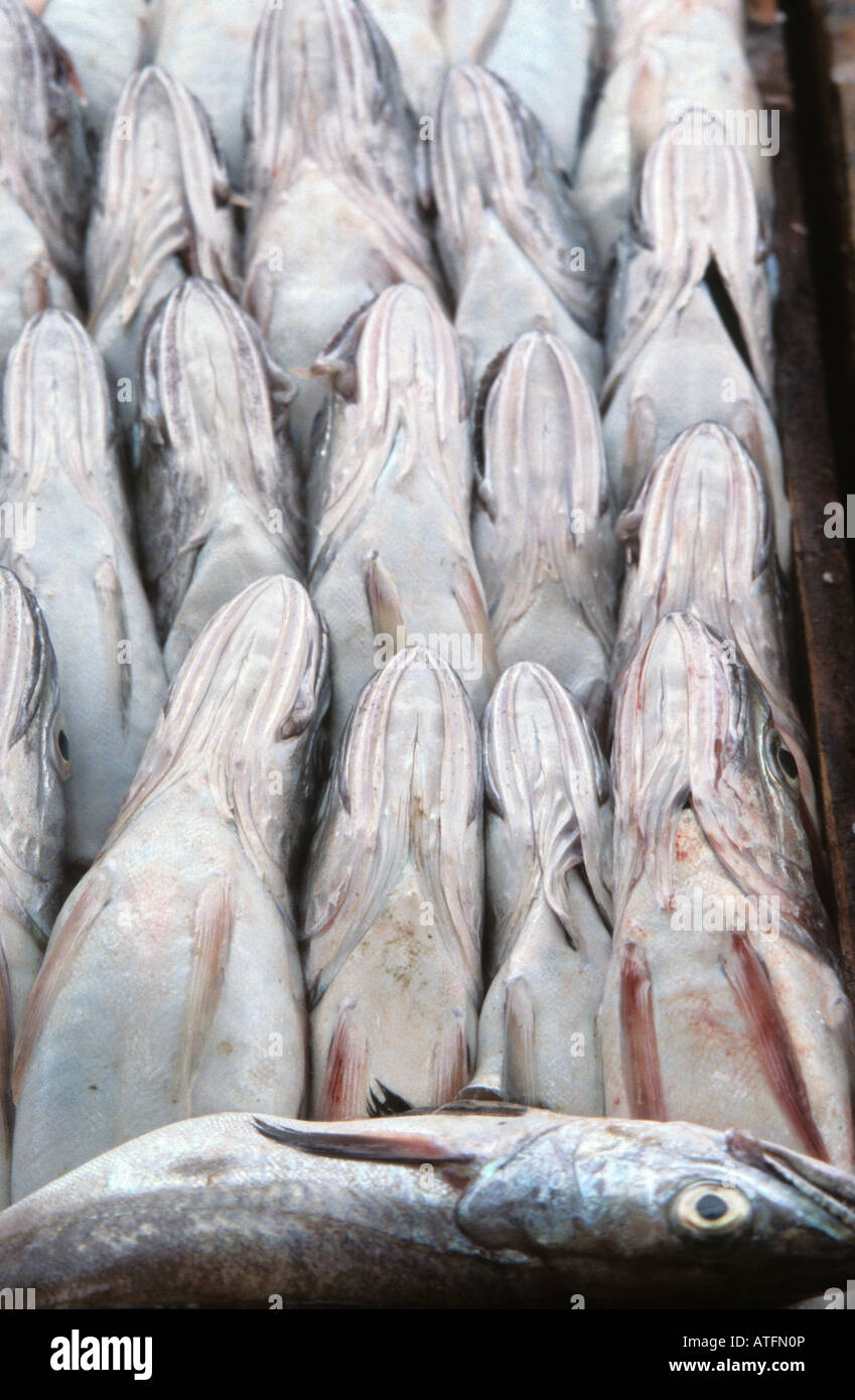 Fish market, Essaouira, Morocco Stock Photo - Alamy