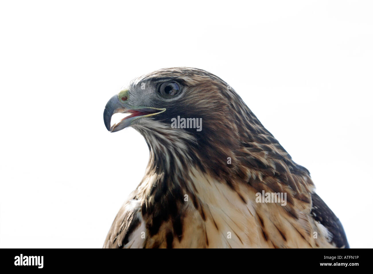 Hawk close up Stock Photo - Alamy