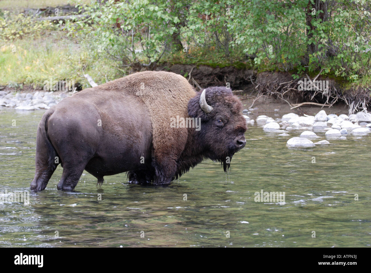 Bison crossing a small stream in Yellowstone National Park USA with eye ...