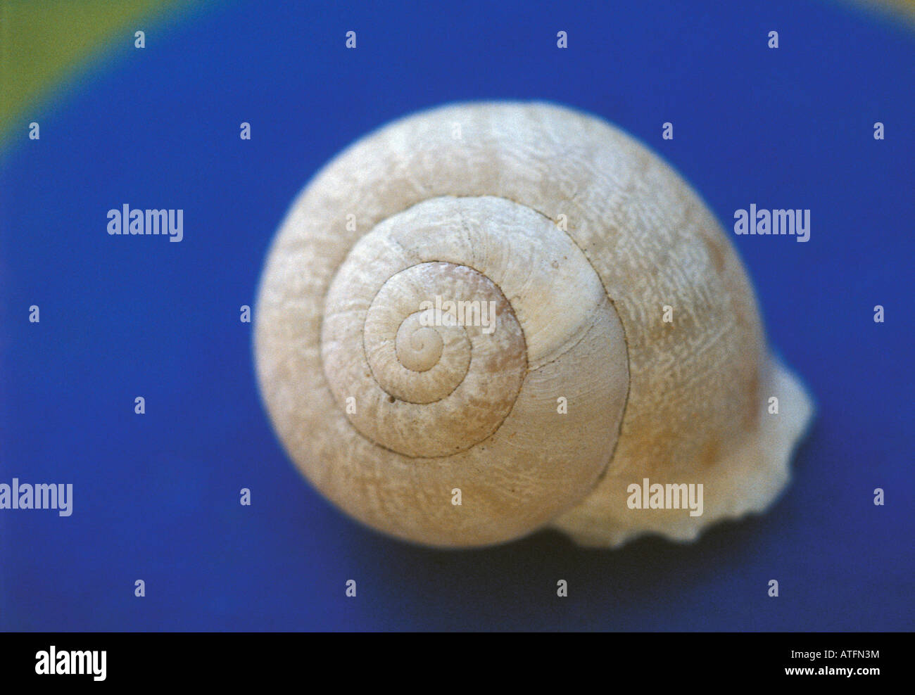Snail shell on blue background Stock Photo - Alamy