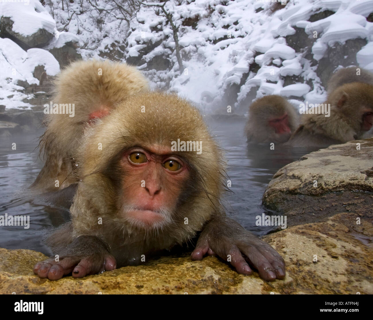 snow monkeys bathing hot spring Jigokudani Japan Stock Photo - Alamy