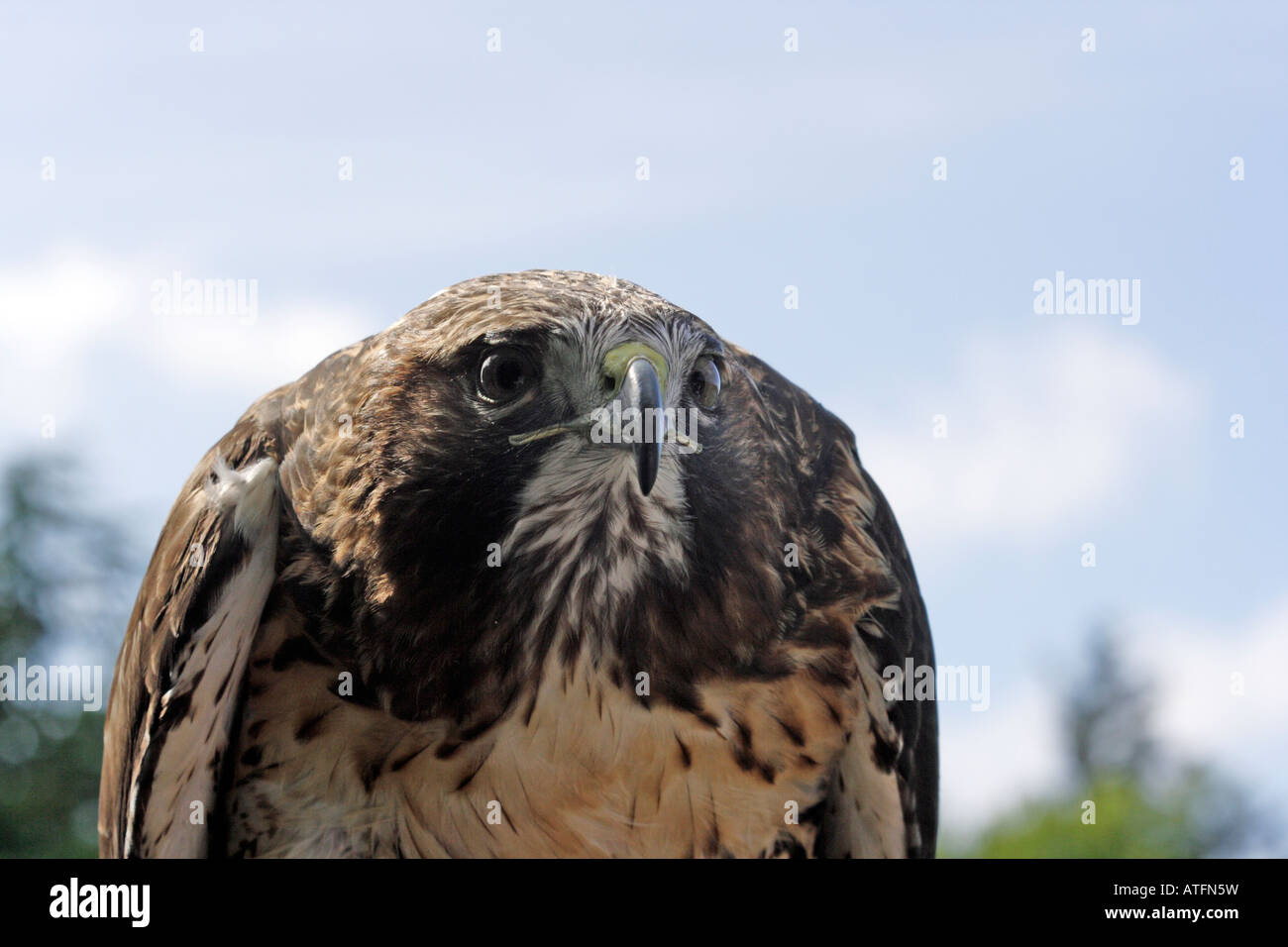 Hawk close up Stock Photo - Alamy