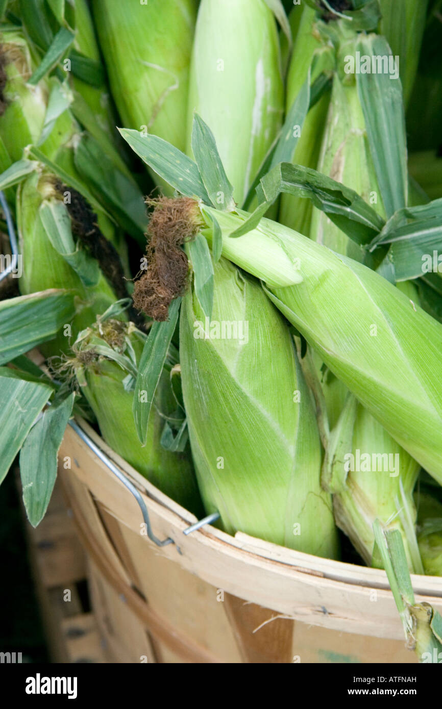 Ears of corn Stock Photo - Alamy