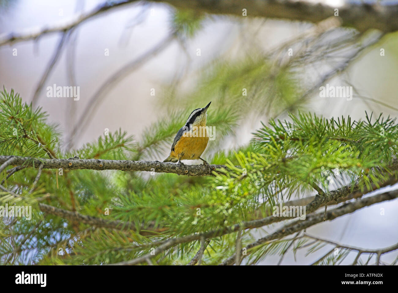 Nuthatch red breasted bird hi-res stock photography and images - Alamy