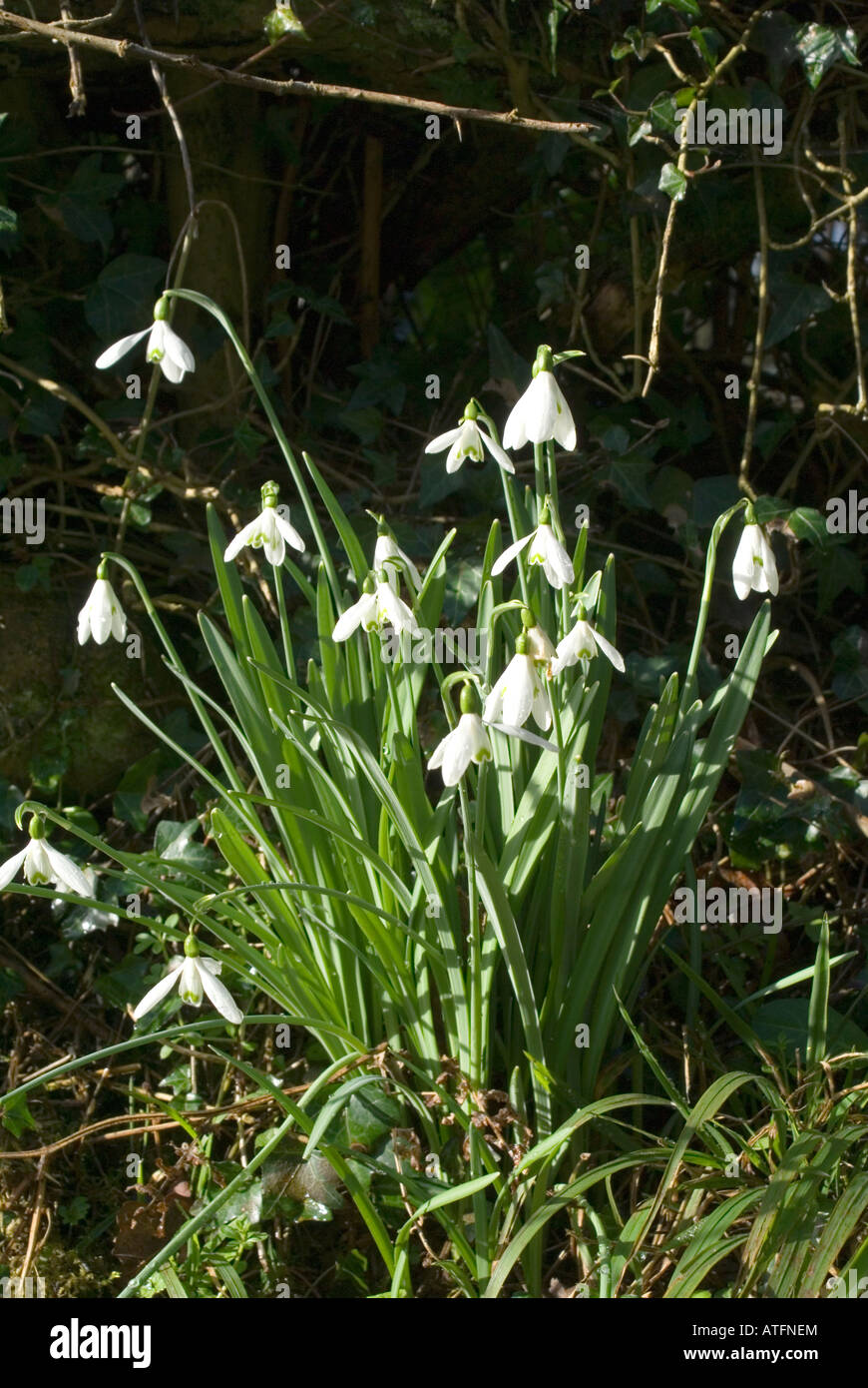 snow drops Galanthus nivalis Stock Photo - Alamy