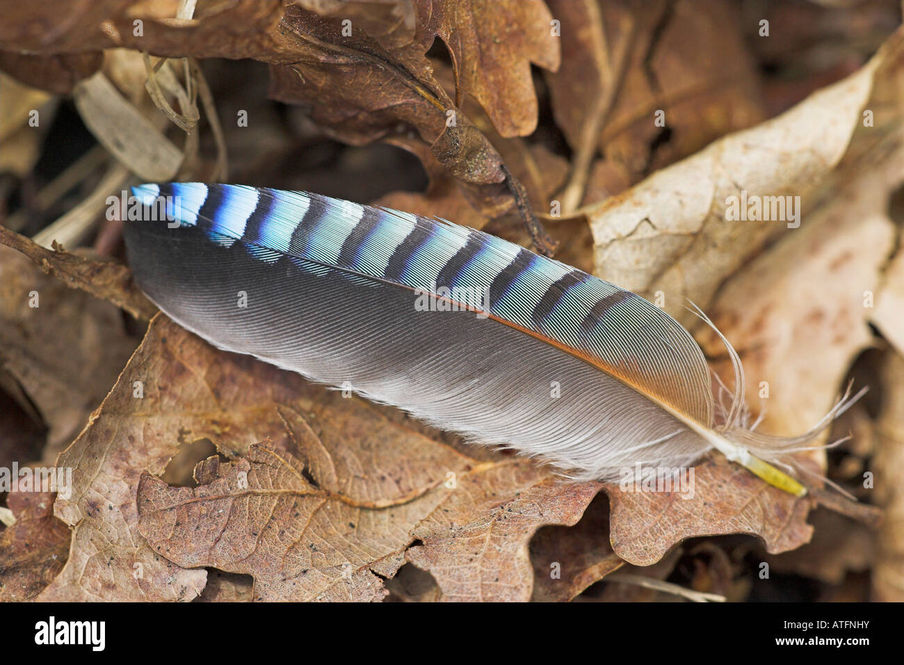 Blue Jay Feather Photograph