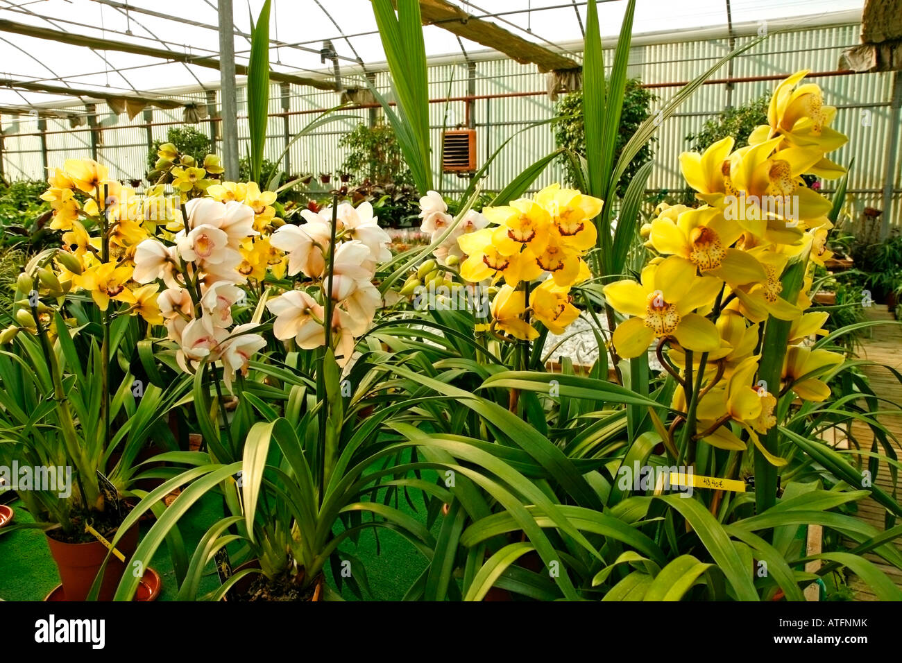 Cymbidium Sp High Resolution Stock Photography and Images - Alamy