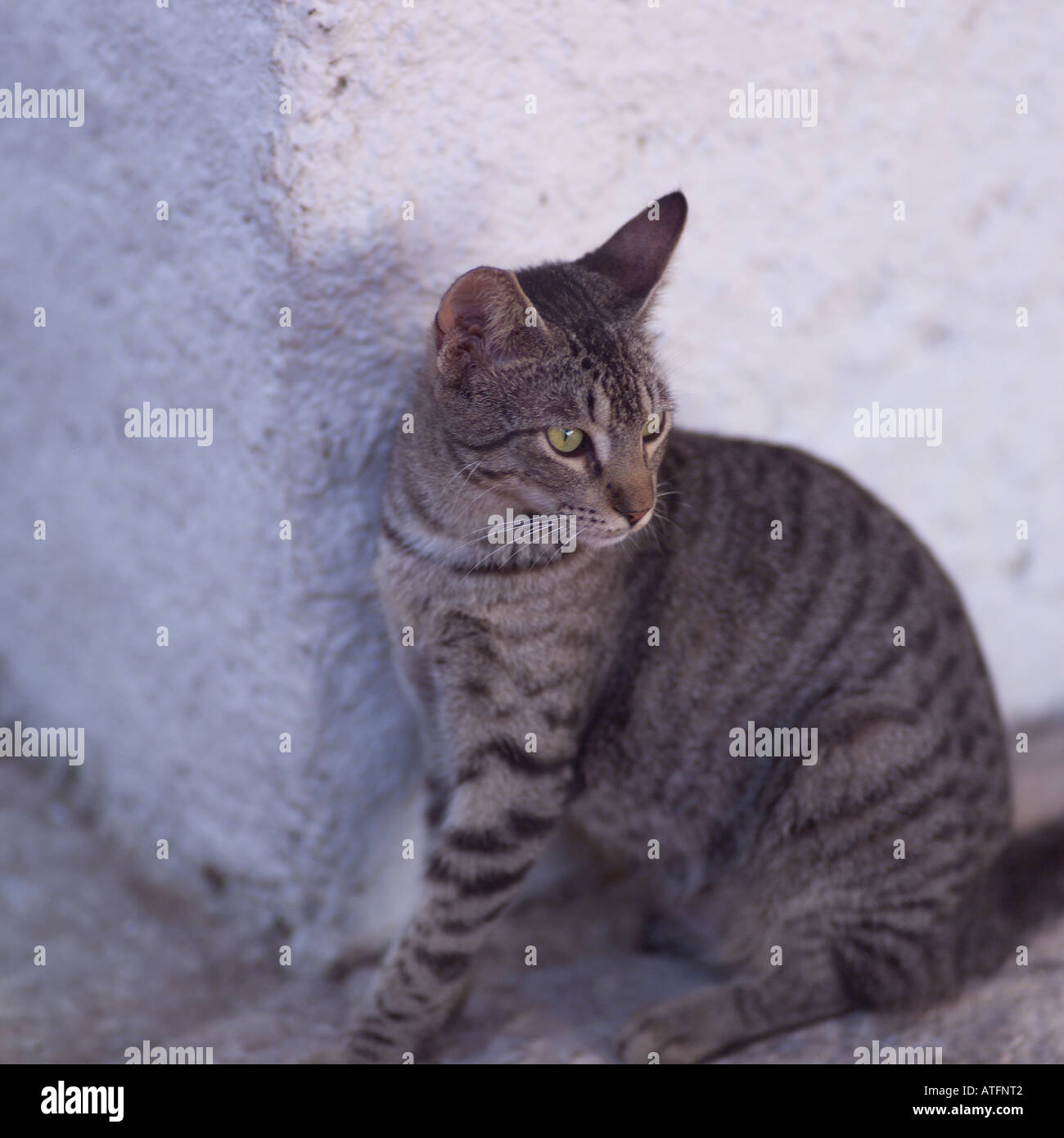 Cats of mexico hi-res stock photography and images - Alamy