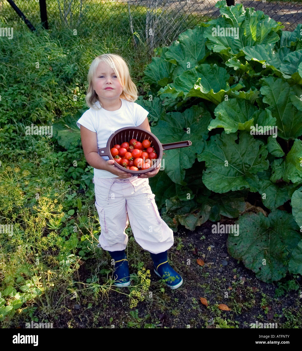 Girl with tomato harvest Stock Photo - Alamy