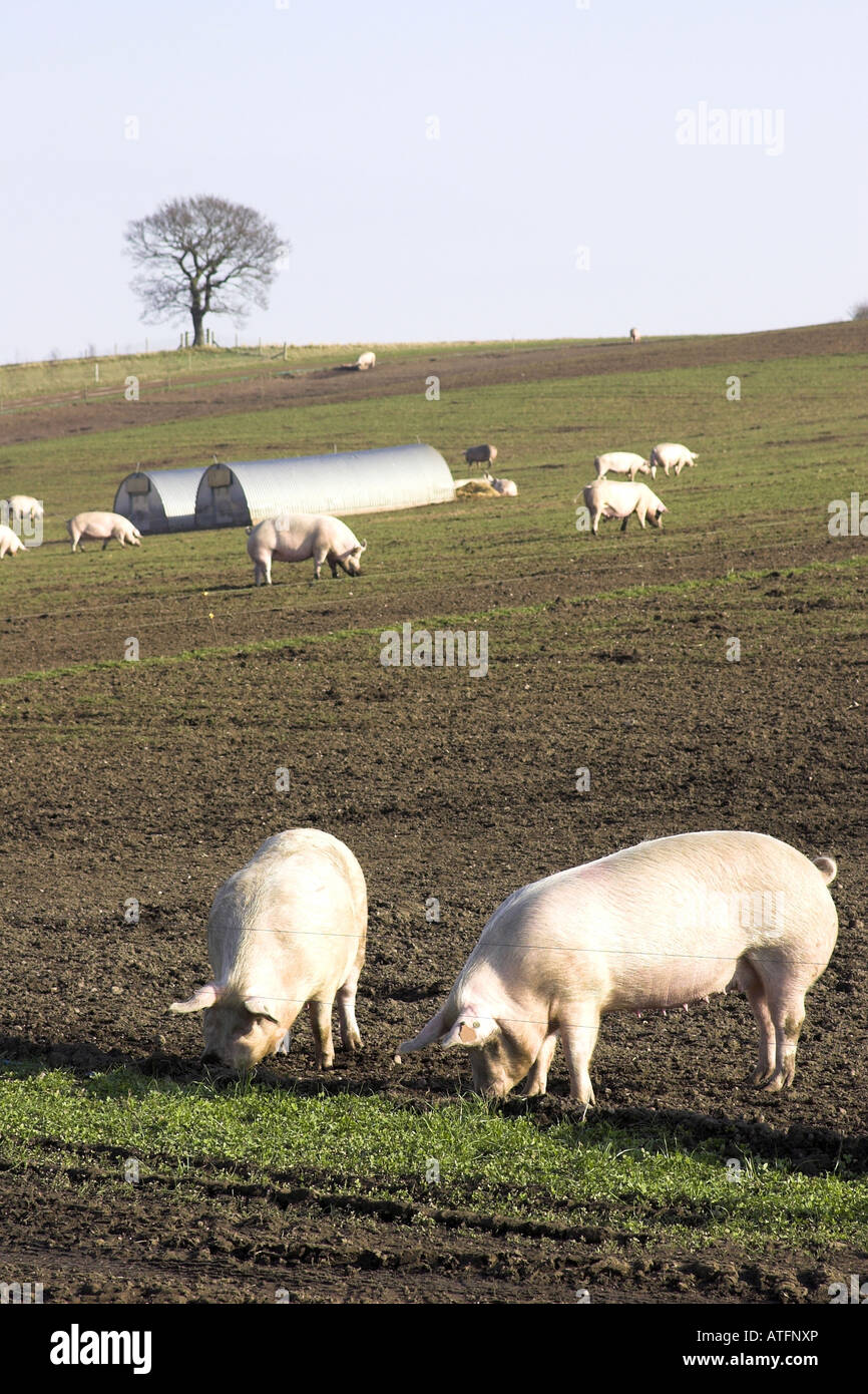 English pigs hi-res stock photography and images - Alamy