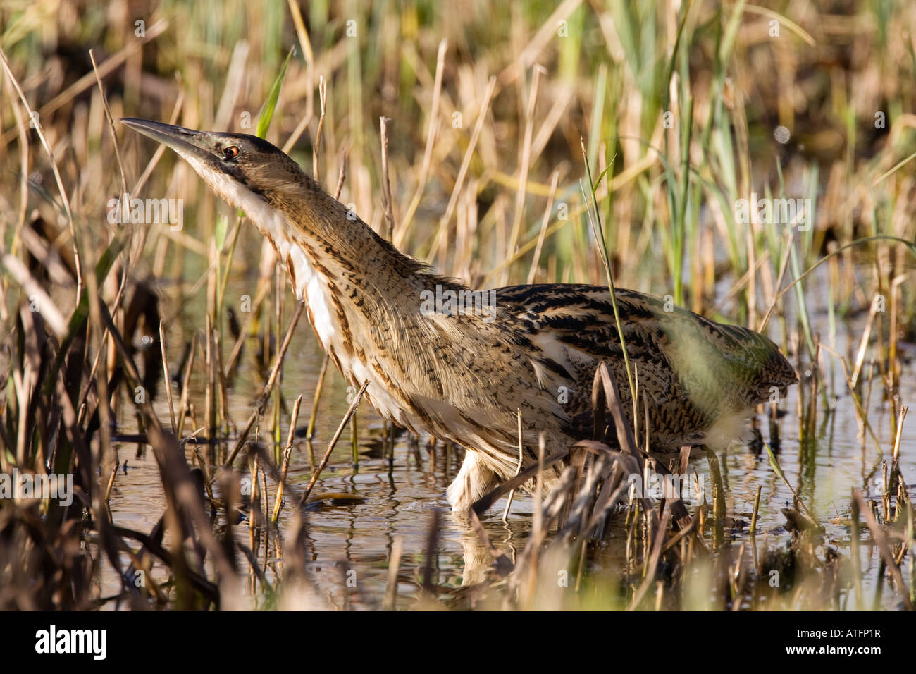 Leighton moss rspb bittern hi-res stock photography and images - Alamy
