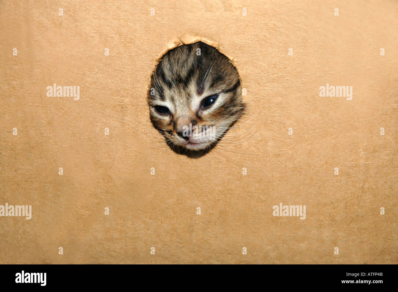 Cat looking through hole in box Stock Photo - Alamy