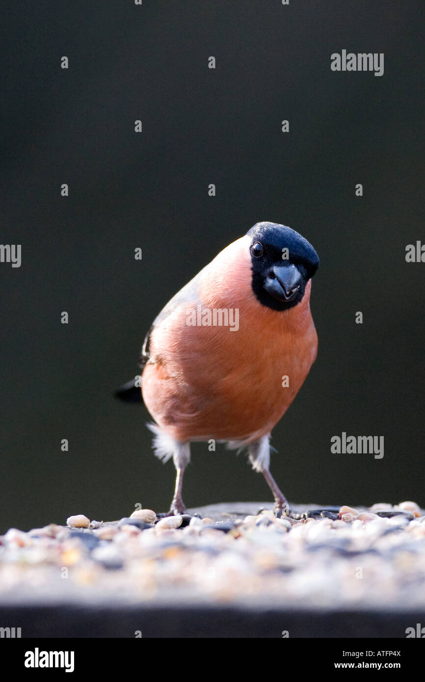 Common Bullfinch feeding Stock Photo - Alamy