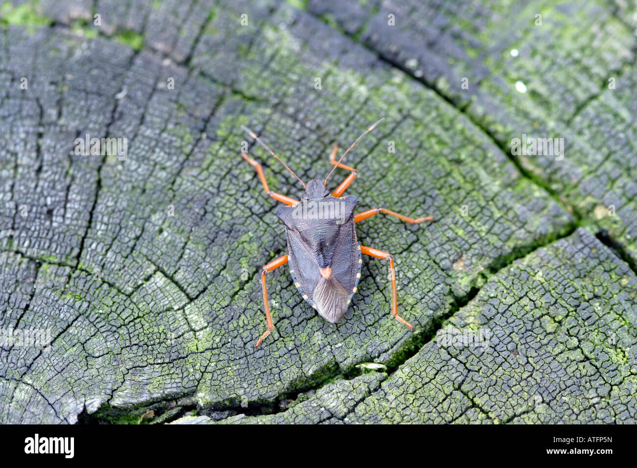 Red legged shield bug hi-res stock photography and images - Alamy