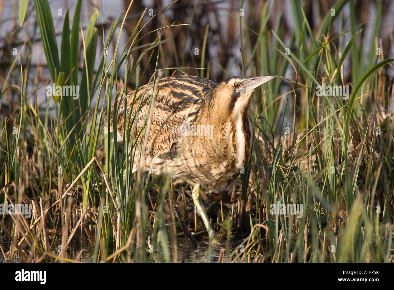 Bittern uk hi-res stock photography and images - Alamy
