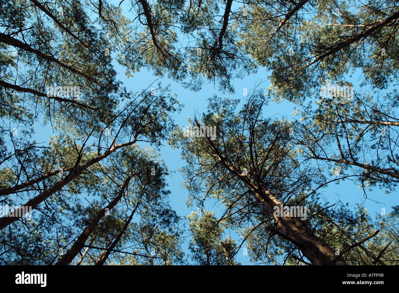 Pine-trees forest in Poland Stock Photo - Alamy