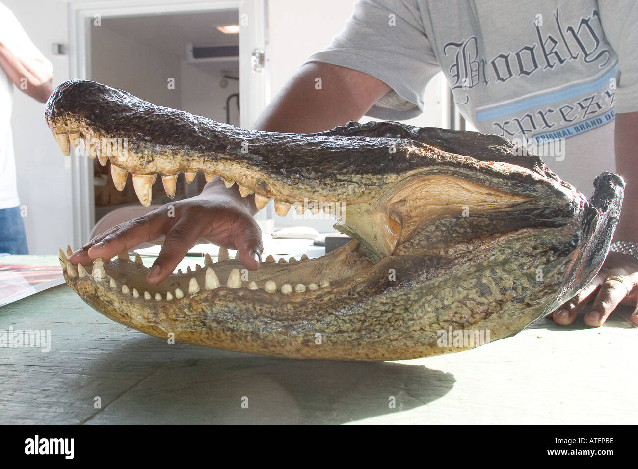 Alligator shows teeth High Resolution Stock Photography and Images - Alamy