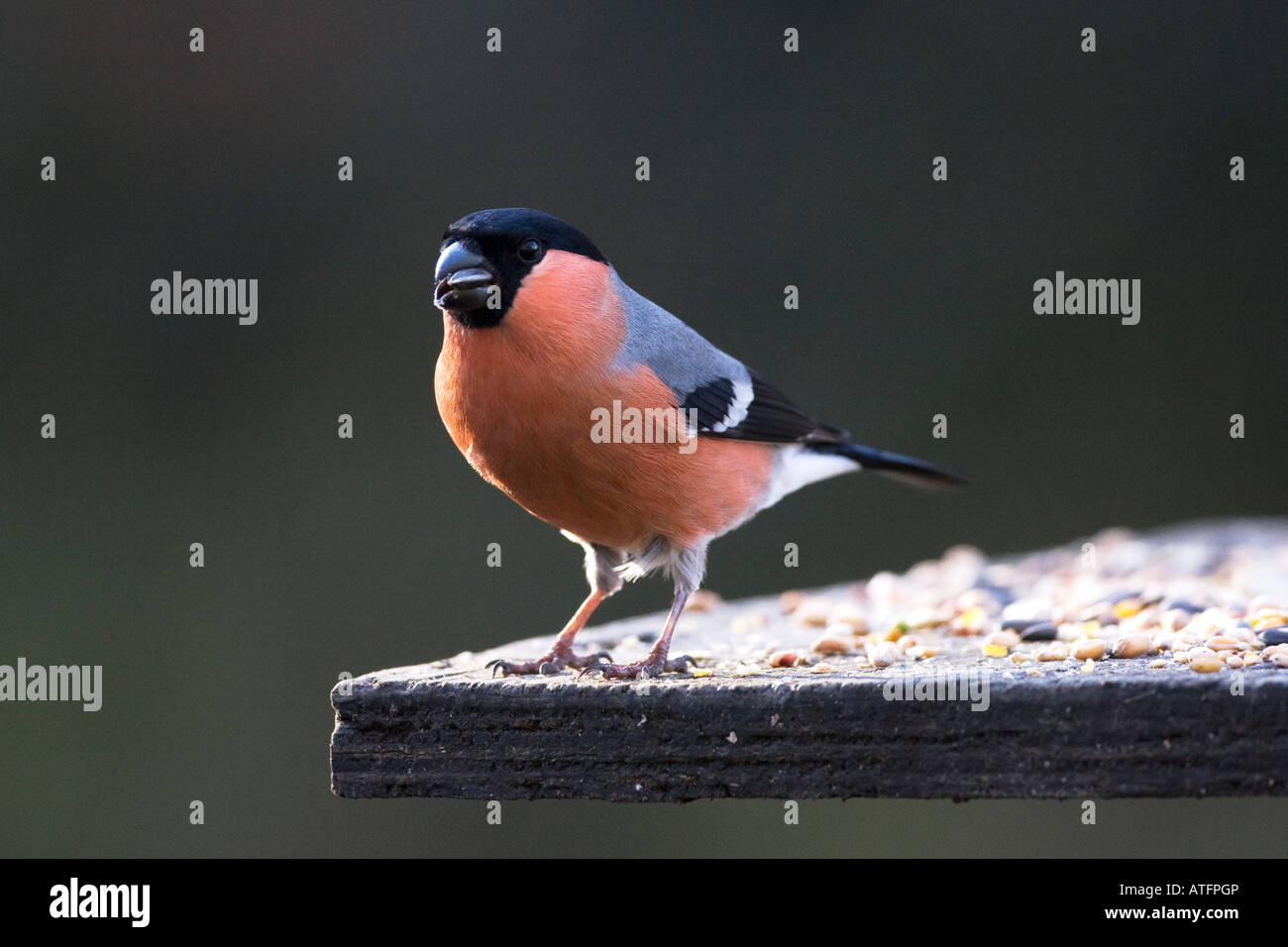 Common Bullfinch feeding Stock Photo - Alamy