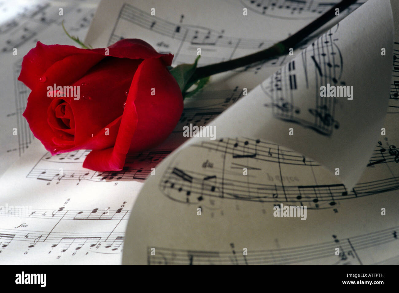 Rose sheet hi-res stock photography and images - Alamy