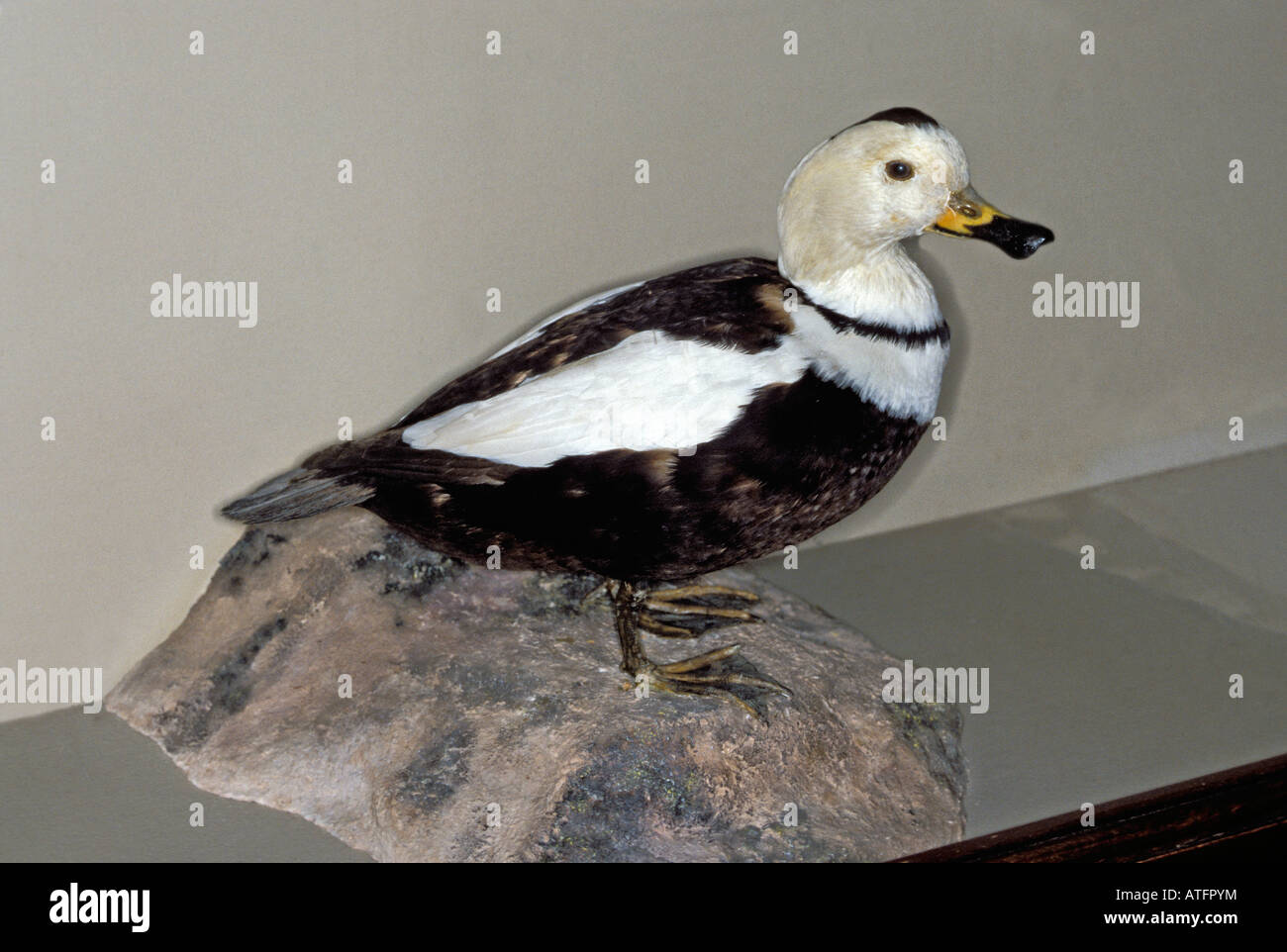 Labrador Duck Camptorynchus labradorius EXTINCT since 1875 Stock Photo ...