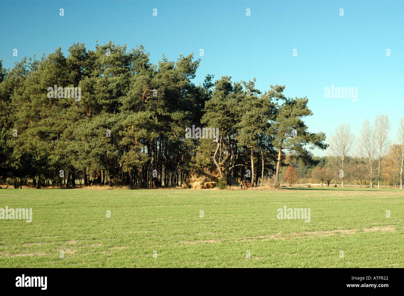 Green field, polish countryside Stock Photo - Alamy