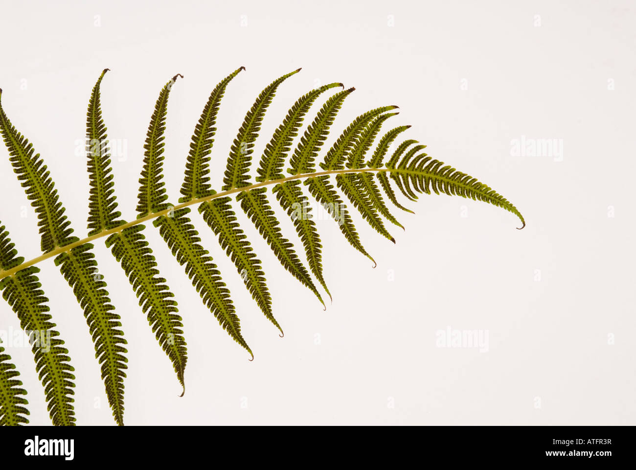 cut out of fern leaf underside showing spores Stock Photo - Alamy