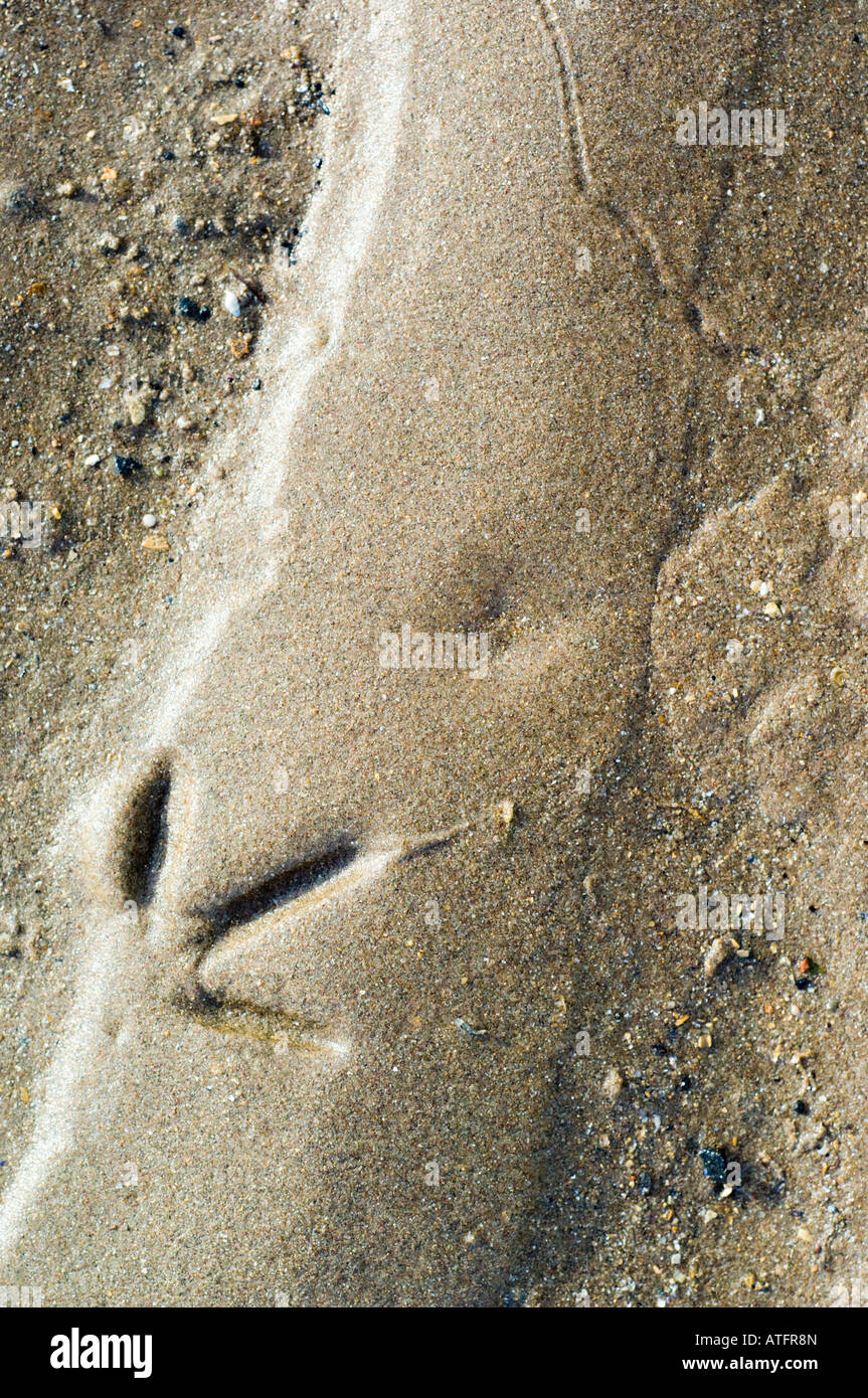 Bird footprint pattern hi-res stock photography and images - Alamy